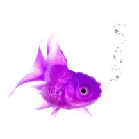 Purple Goldfish Overview | SignalHire Company Profile